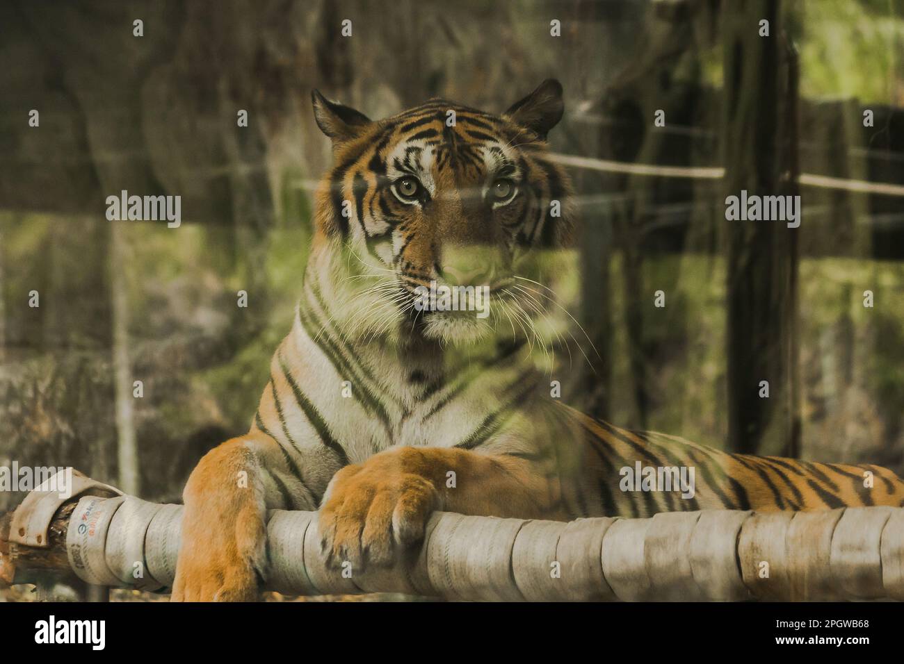 The tiger's gaze had a terrifying eye.The eyes of a tiger look.Tigers ...