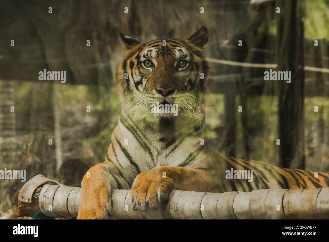 The tiger's gaze had a terrifying eye.The eyes of a tiger look.Tigers ...