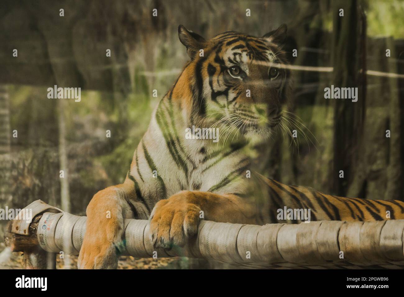 The tiger's gaze had a terrifying eye.The eyes of a tiger look.Tigers ...