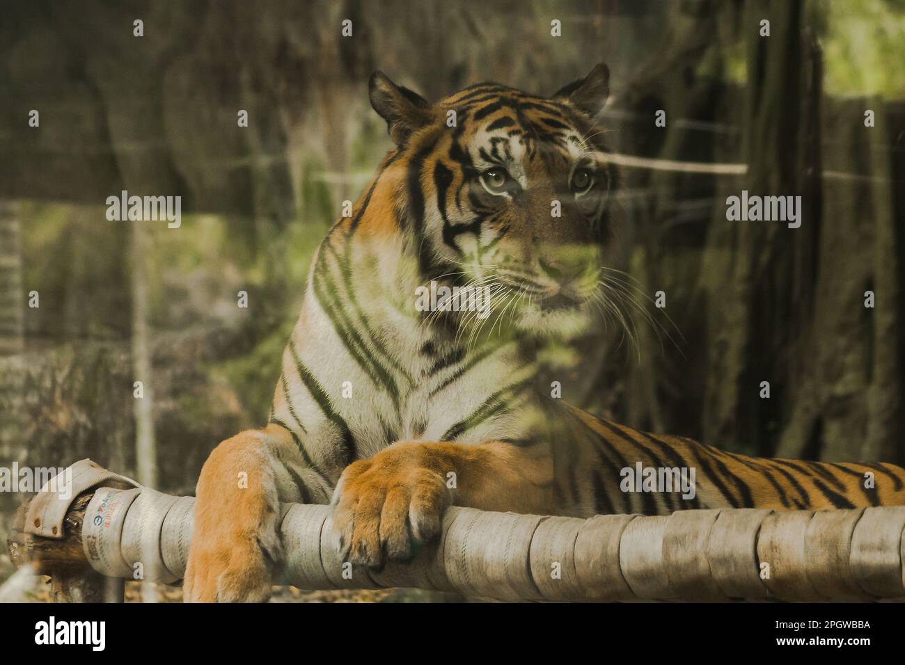 The tiger's gaze had a terrifying eye.The eyes of a tiger look.Tigers ...