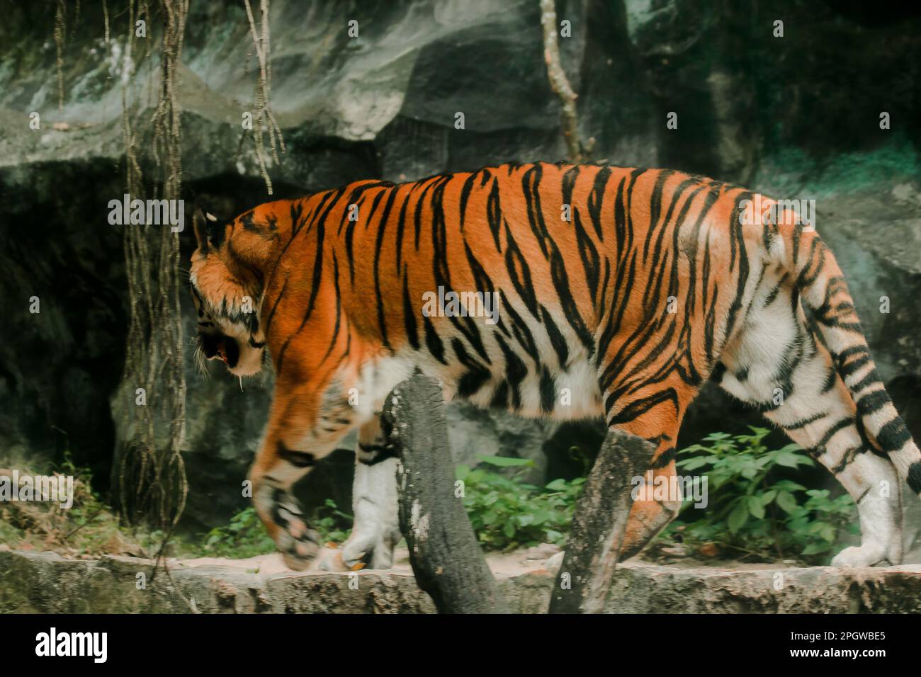 Ecosystem Forest Prey Ecosystem Forest Prey