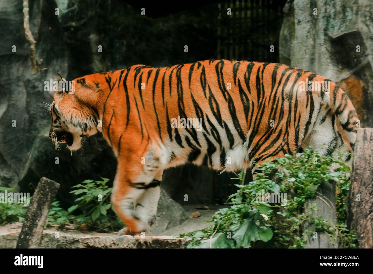 A tiger walking in an exhibit zoo enclosure That tiger It is considered ...