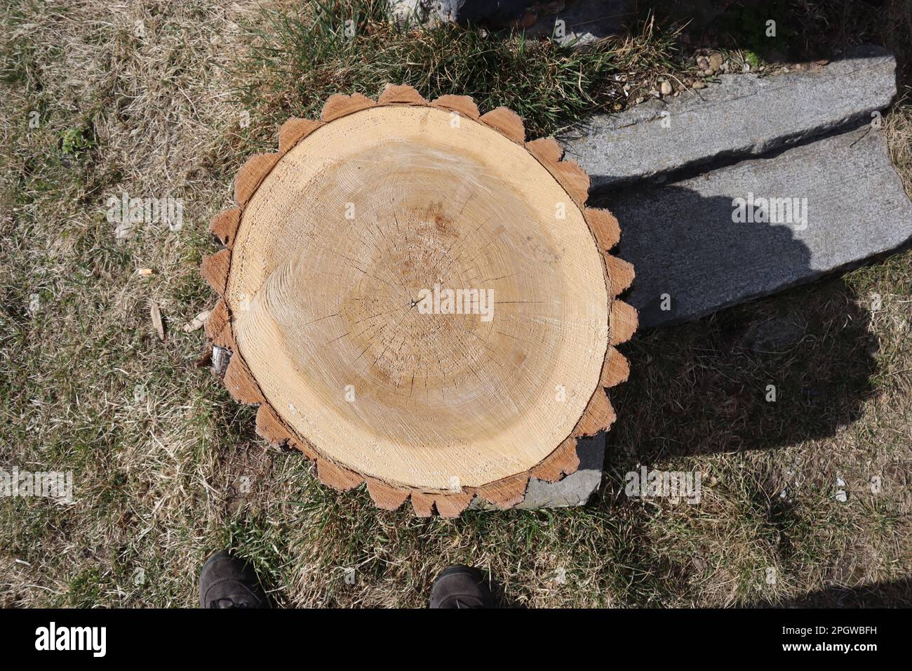 Rustic tree stump stands hi-res stock photography and images - Alamy