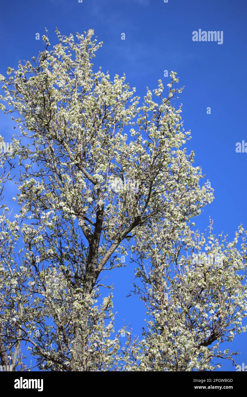 Flowering rock pear in spring Stock Photo - Alamy