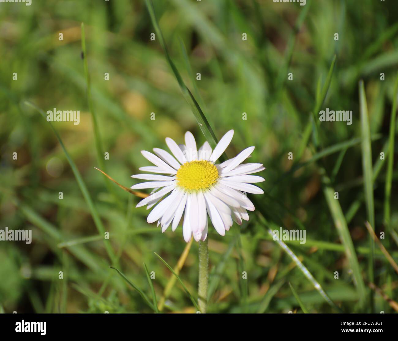 Early daisy hi-res stock photography and images - Alamy