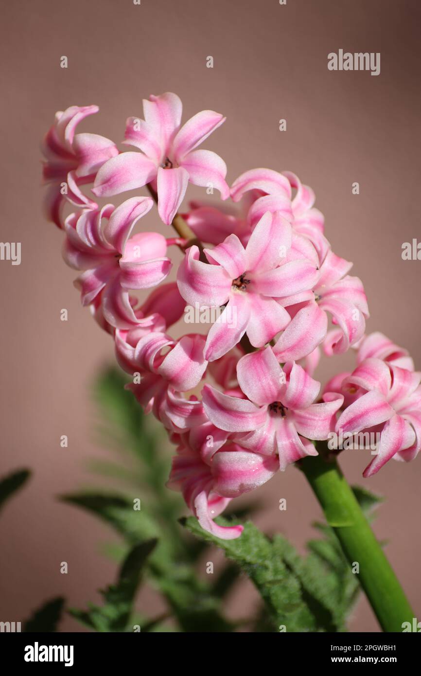 Spring flower pink hyacinth hi-res stock photography and images - Alamy