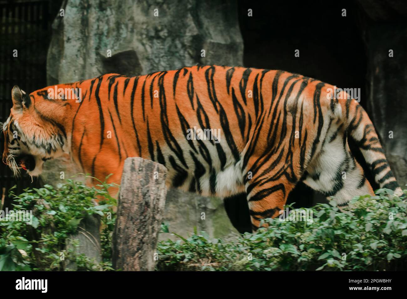 A tiger walking in an exhibit zoo enclosure That tiger It is considered ...