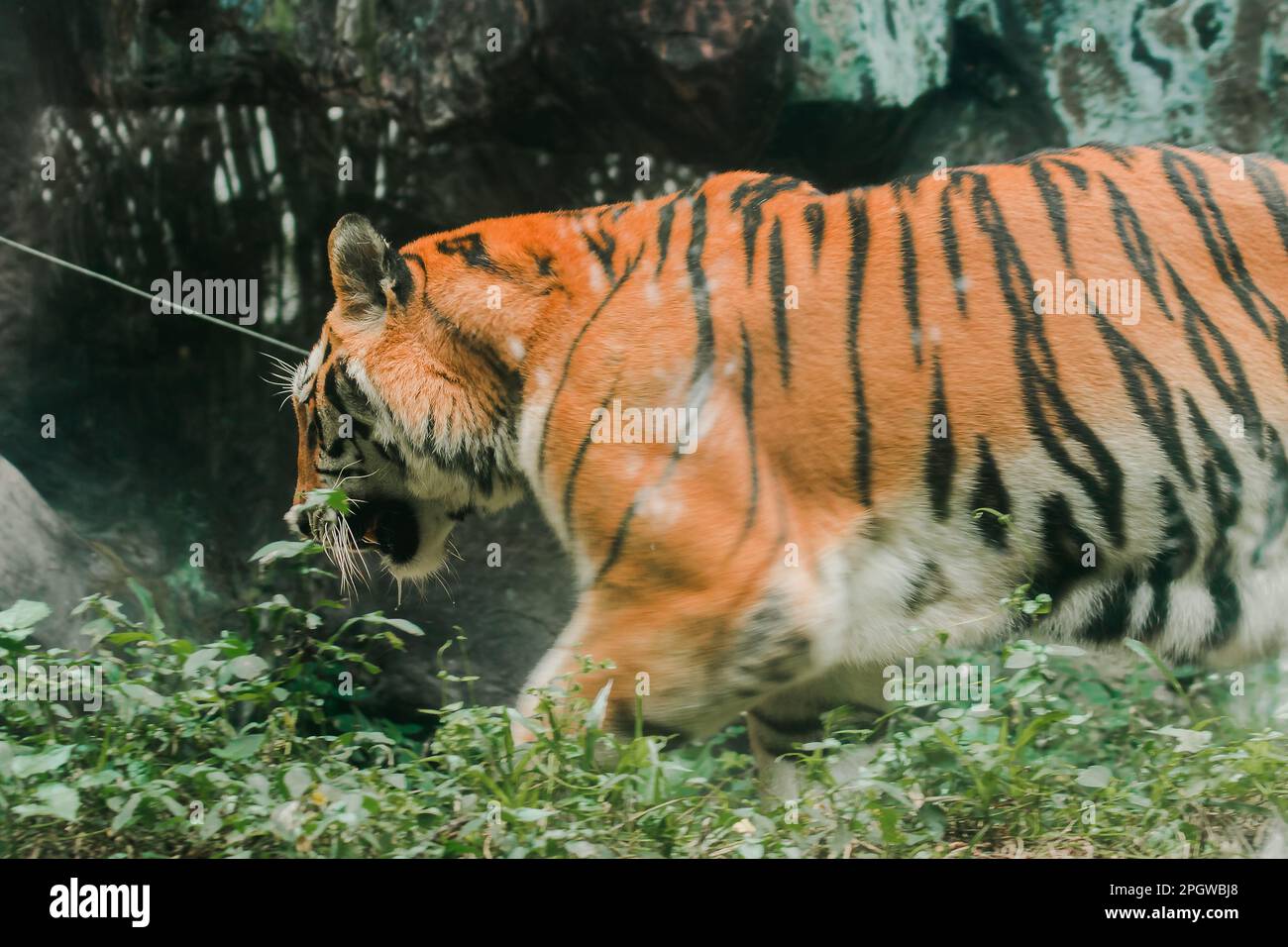 A tiger walking in an exhibit zoo enclosure That tiger It is considered ...