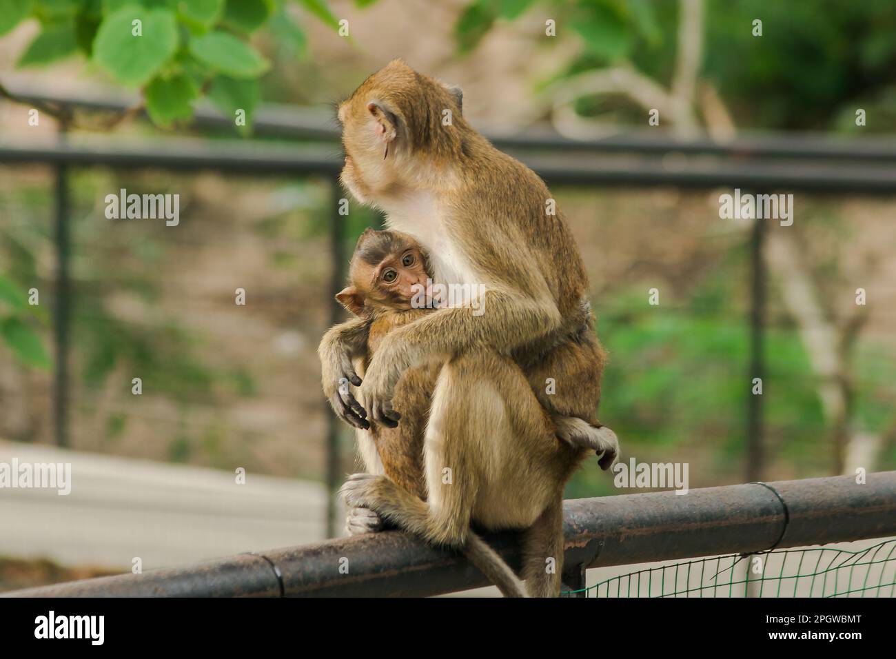 The baby monkeys feed on the milk from the sitting mother.The baby monkeys feed on the milk from ...