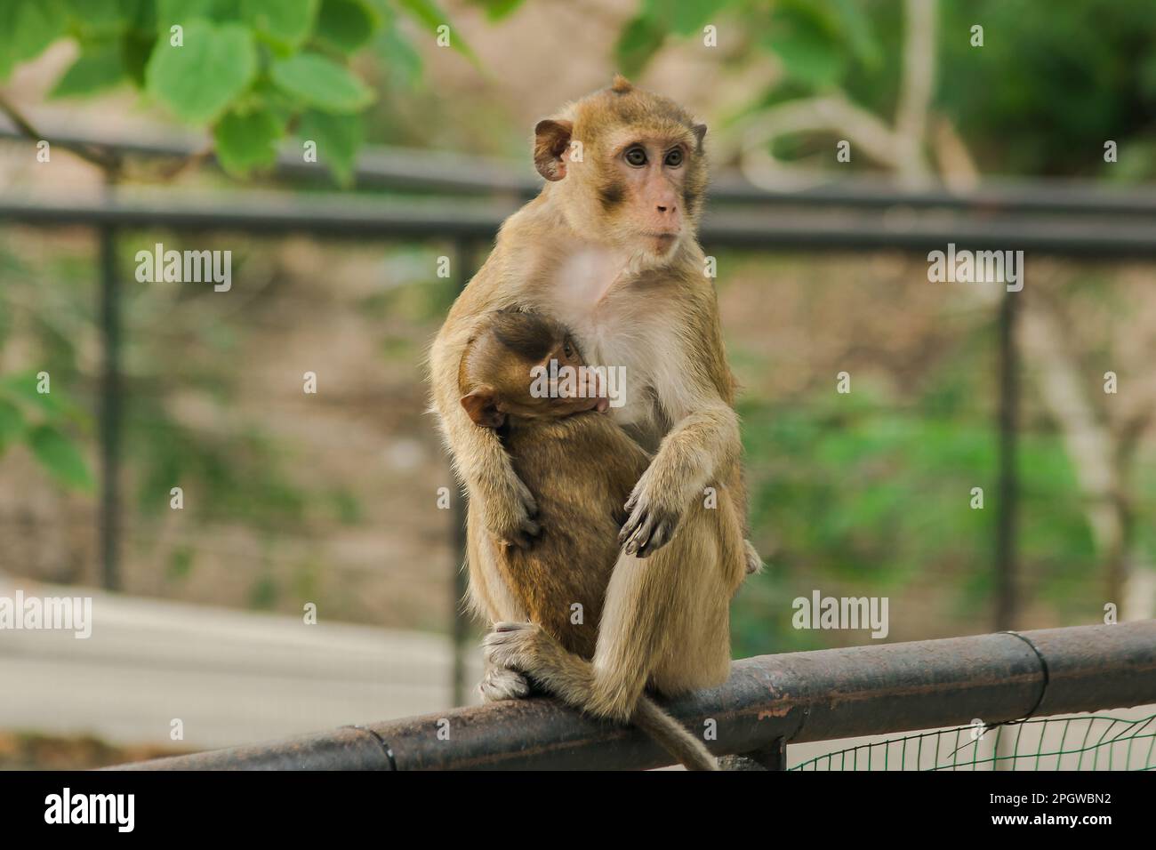 The baby monkeys feed on the milk from the sitting mother.The baby ...