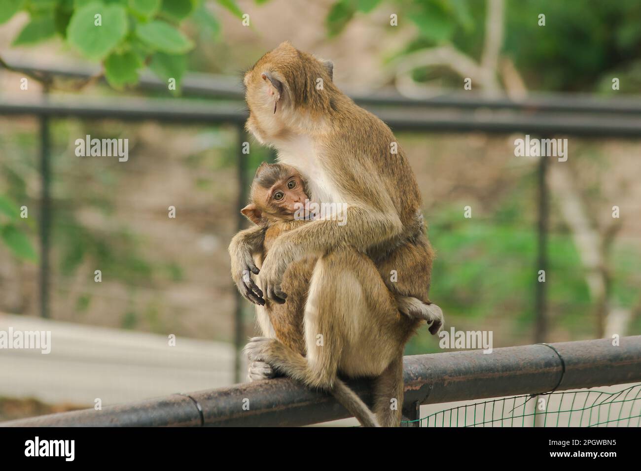The baby monkeys feed on the milk from the sitting mother.The baby ...