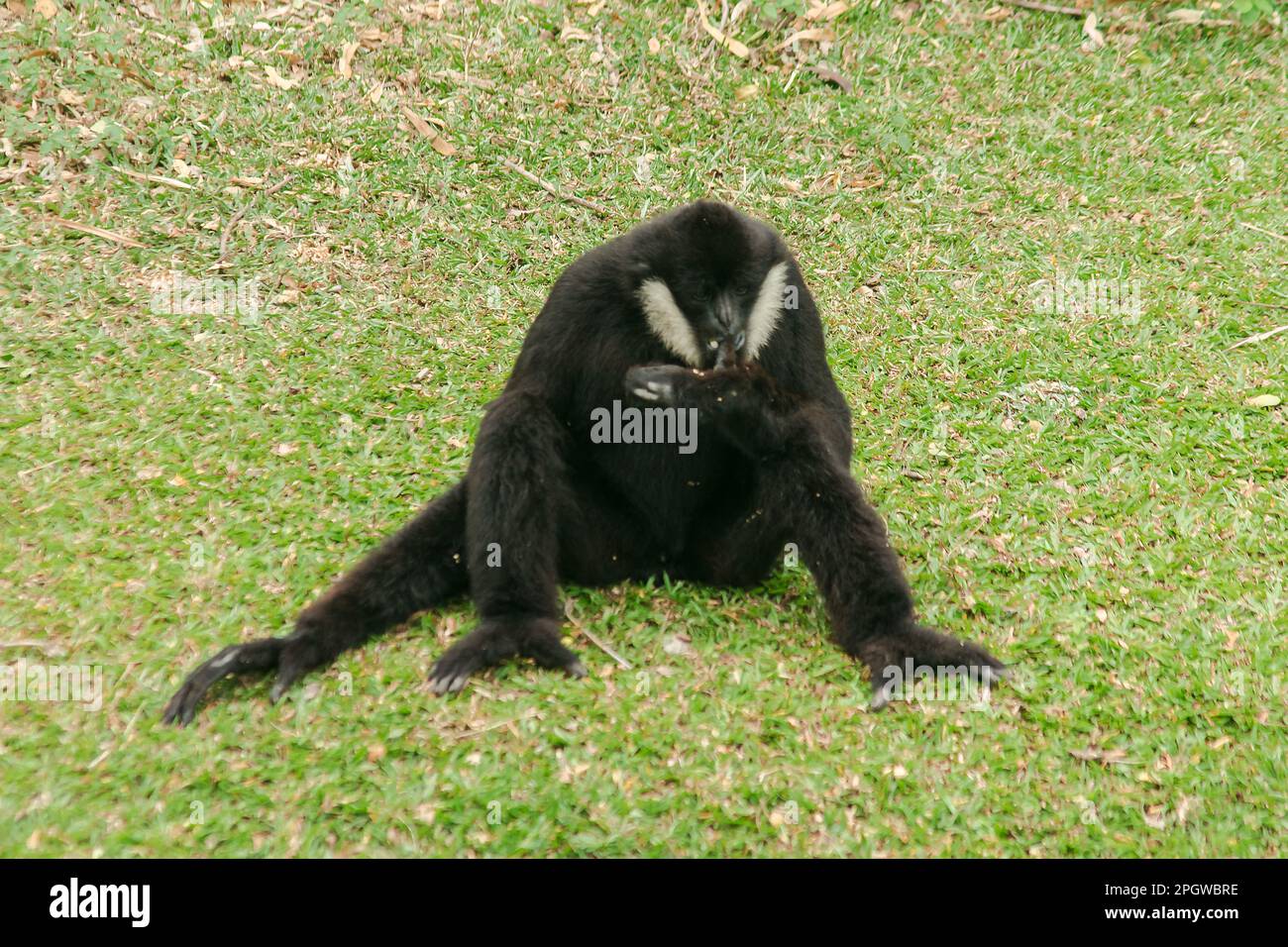 Northern White-Cheeked Gibbon sitting on the lawn. Descending from the ...