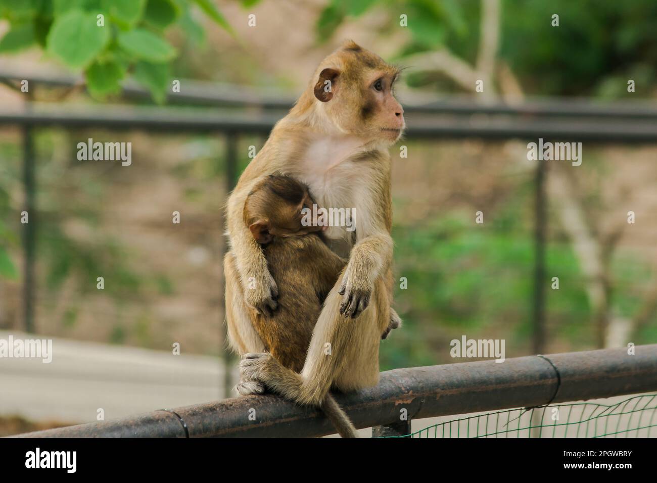 The baby monkeys feed on the milk from the sitting mother.The baby ...