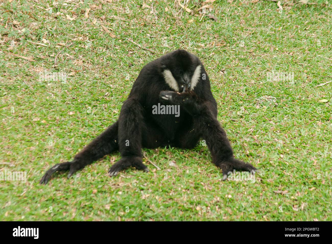 Northern White-Cheeked Gibbon sitting on the lawn. Descending from the ...