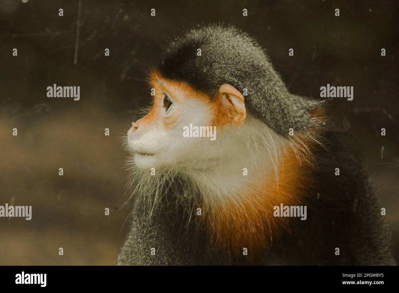 Red-shanked Douc Langur is turning his gaze. Red-shanked Douc Langu has ...