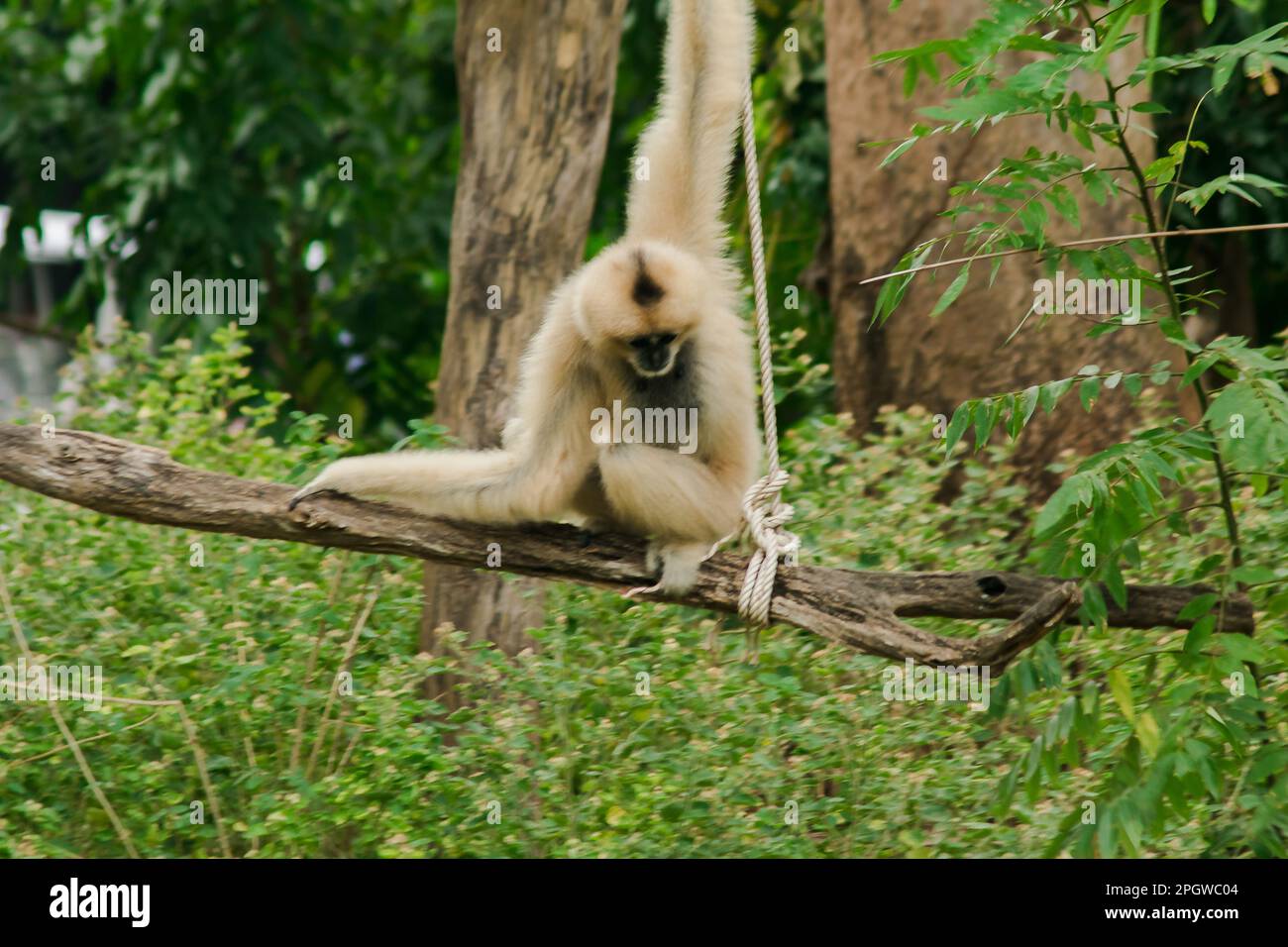 A female Pileated Gibbon hanging on a tree. Female is white. As for the ...
