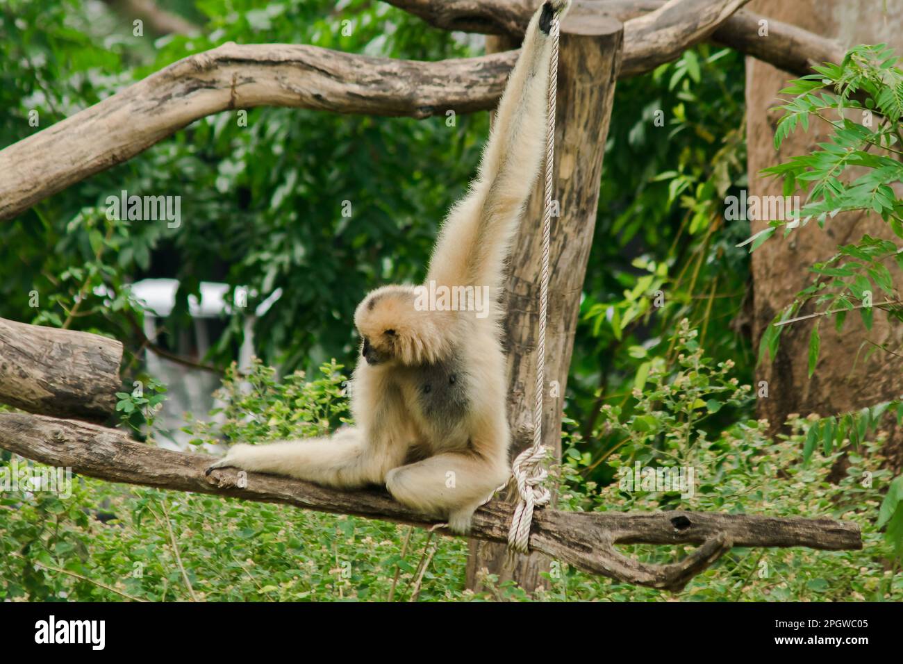 A female Pileated Gibbon hanging on a tree. Female is white. As for the ...