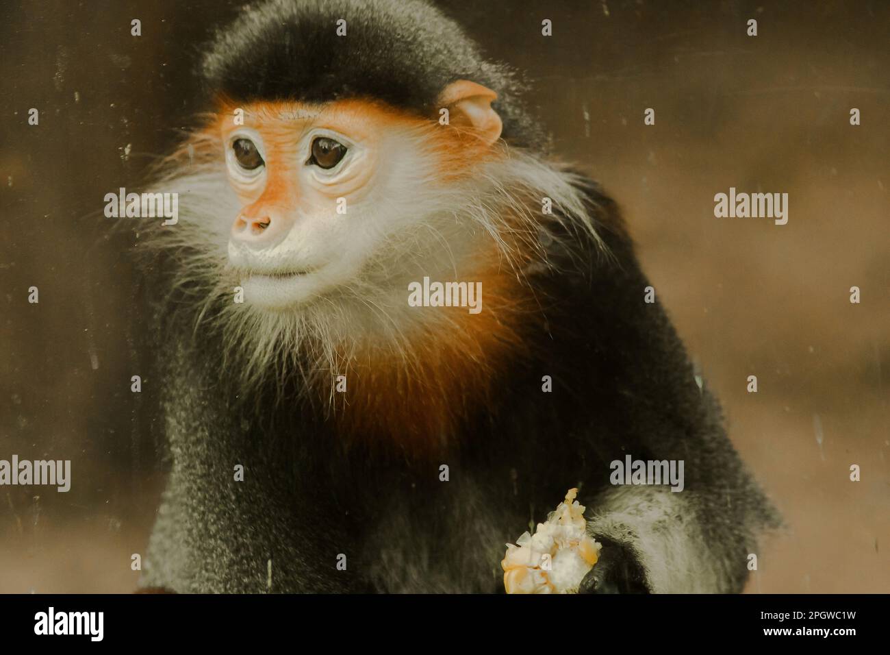 Red-shanked Douc Langur is turning his gaze. Red-shanked Douc Langu has ...