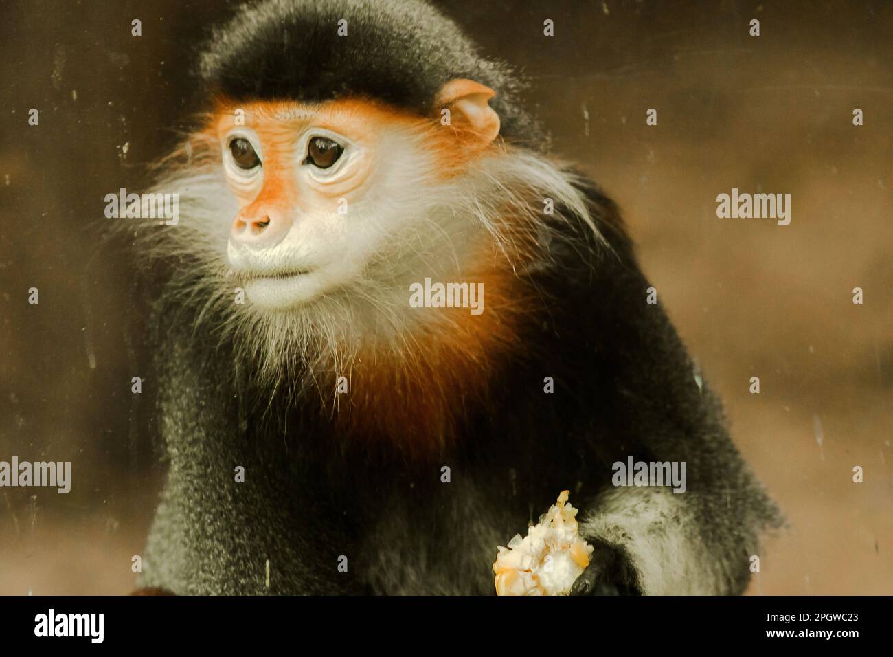 Red-shanked Douc Langur is turning his gaze. Red-shanked Douc Langu has ...