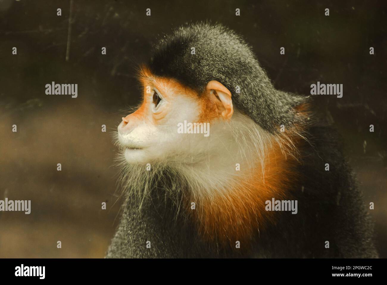 Red-shanked Douc Langur is turning his gaze. Red-shanked Douc Langu has ...