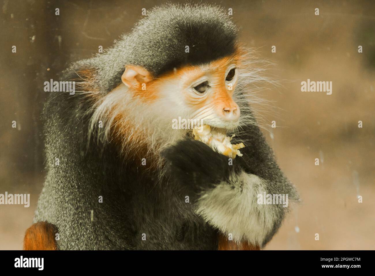 Red-shanked Douc Langur is sitting down to eat. Red-shanked Douc Langu ...