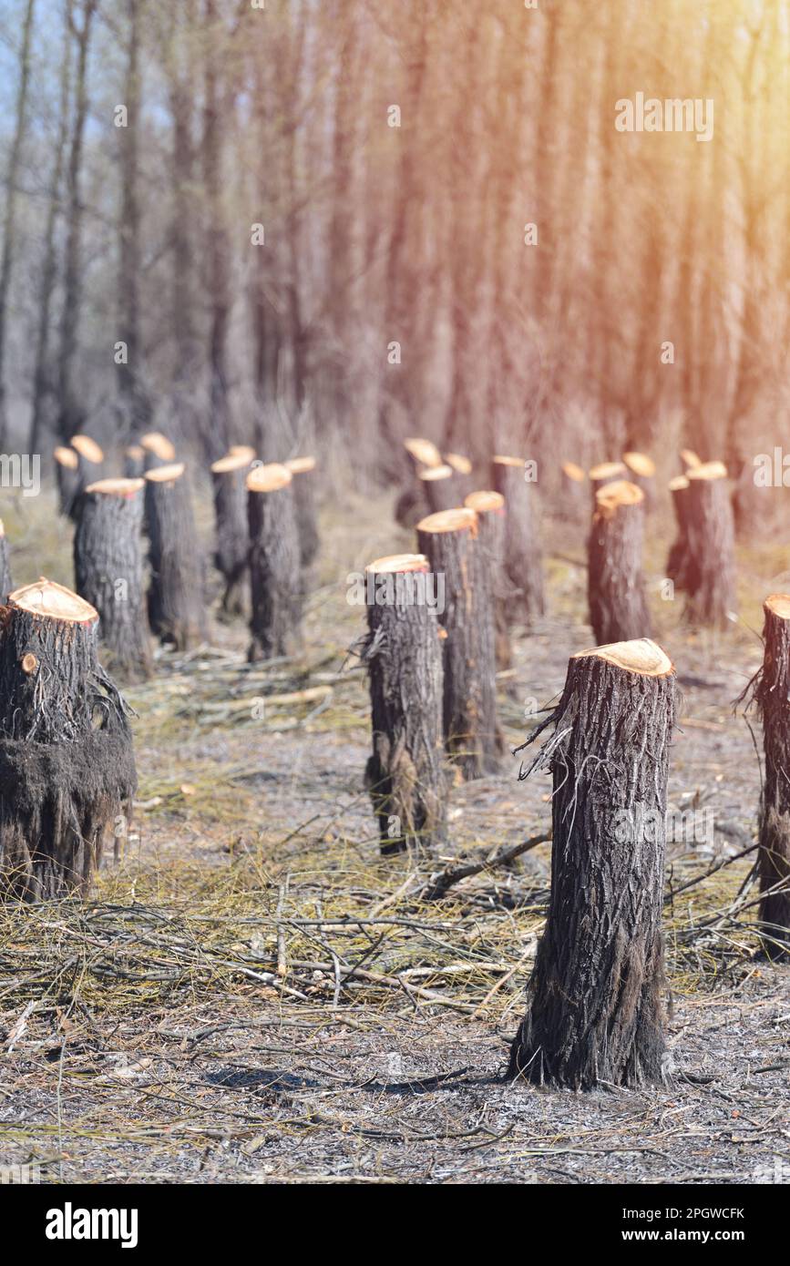 Bearing Witness to the Destruction: Deforestation and Its Impact on the ...