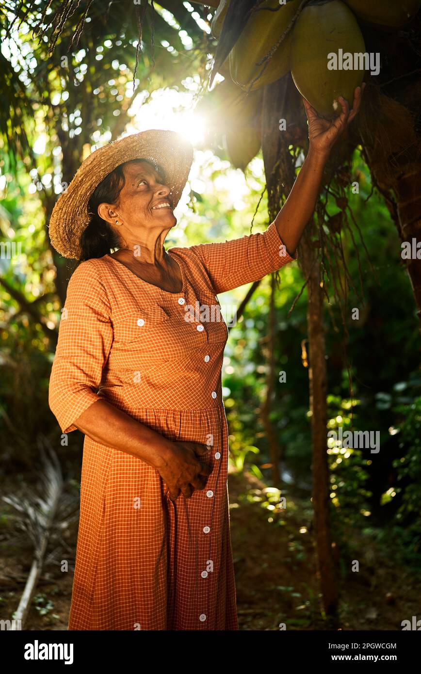 Senior Indian female farmer holding big coconut hanging from coconut ...