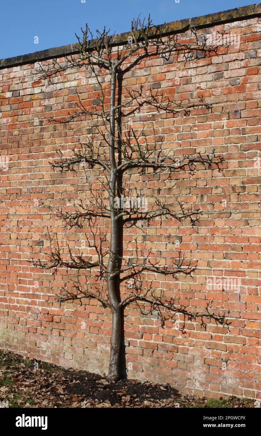 A Fruit Tree Wired to a High Garden Wall Stock Photo - Alamy