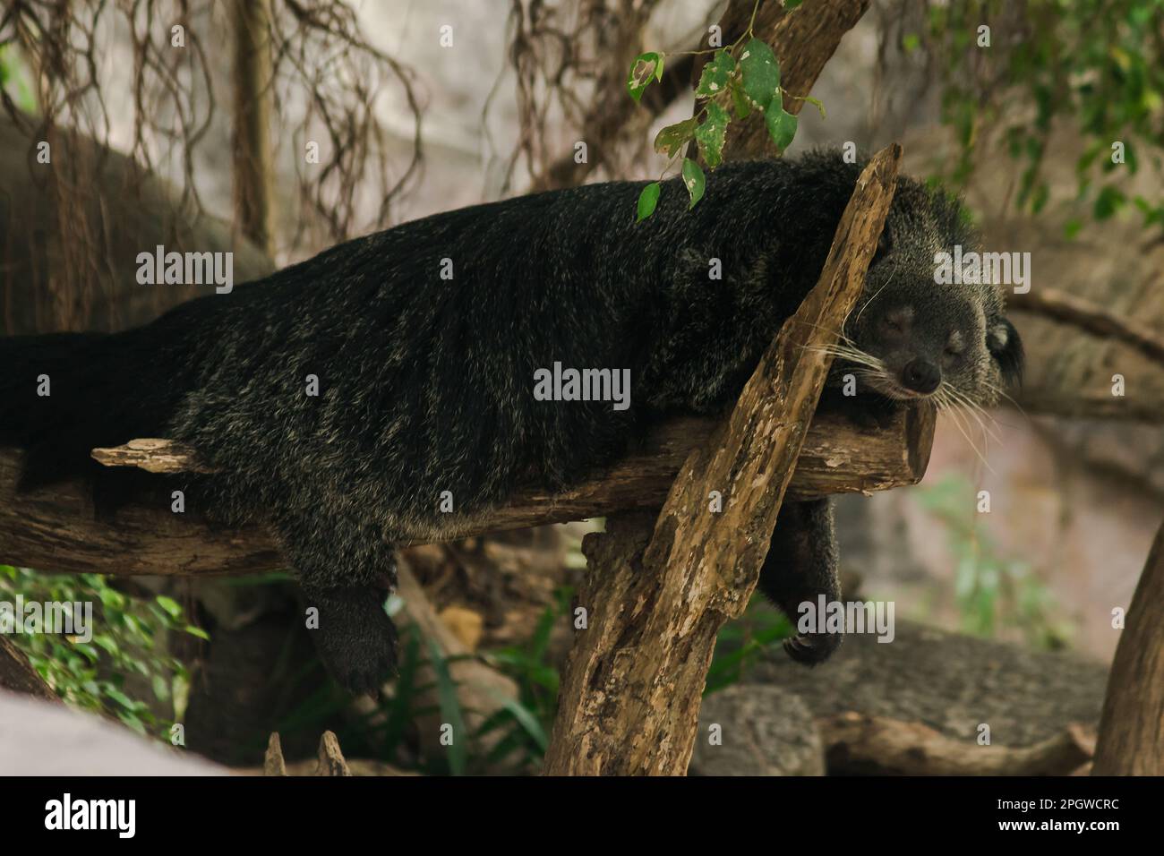 Binturong (Bear Cat) sleeping in a tree. Binturong (Bear Cat) has a ...