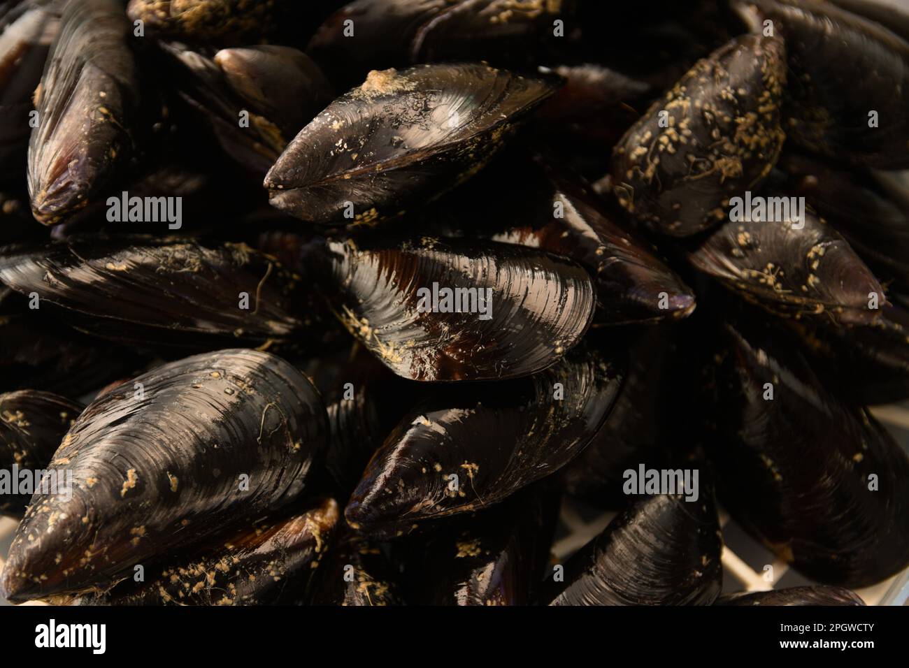 Close-up of a bunch of live mussels just collected from the sea ...