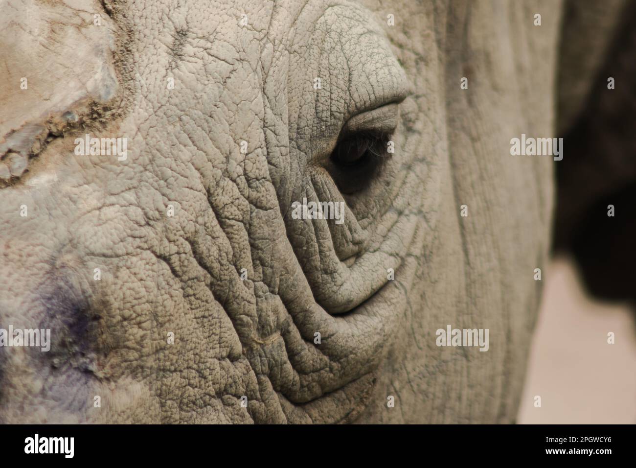 The eyes of White rhinoceros are small. Rhinos are animals with very ...