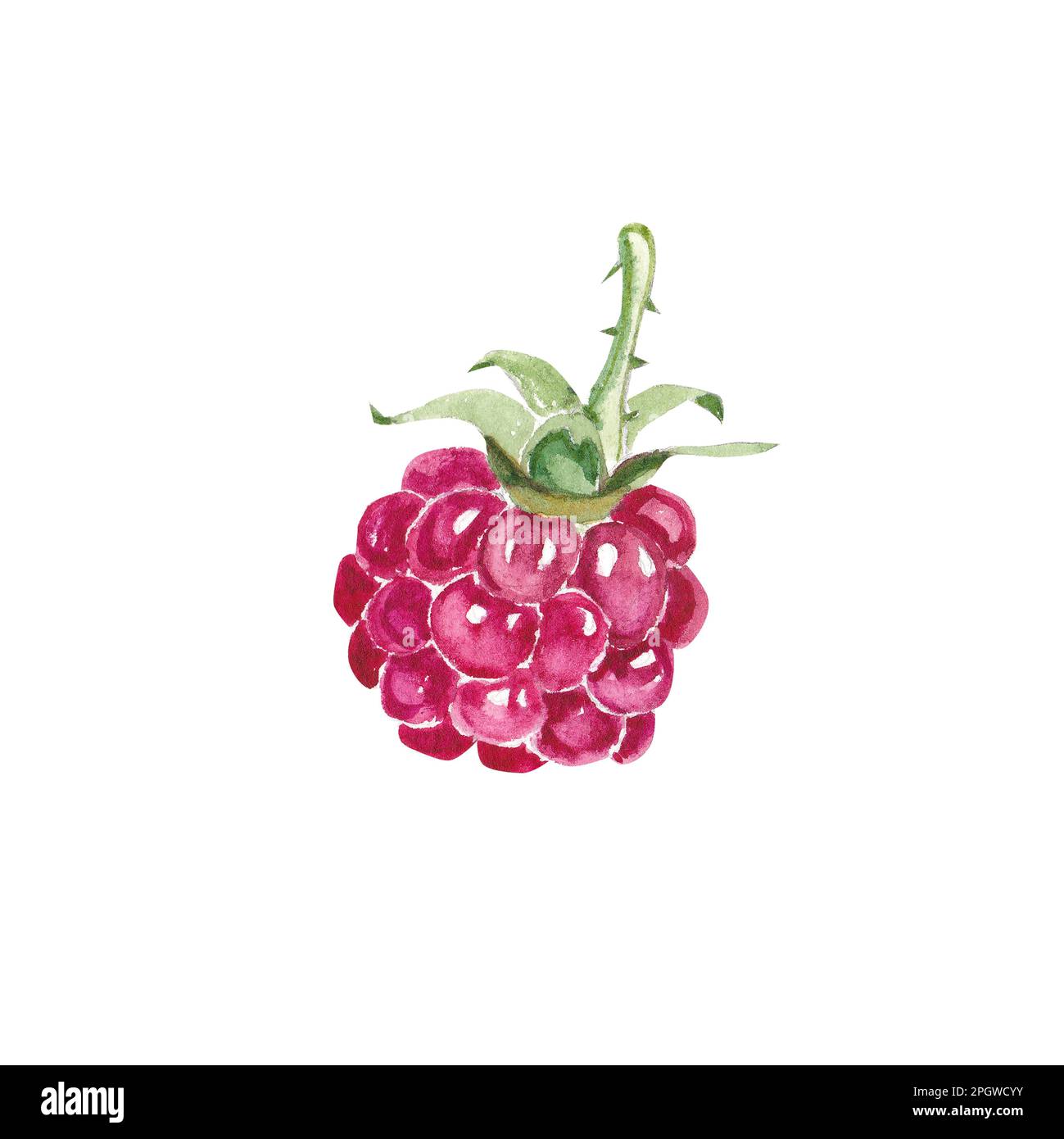 Raspberries on a branch in watercolor. Illustration on a white ...