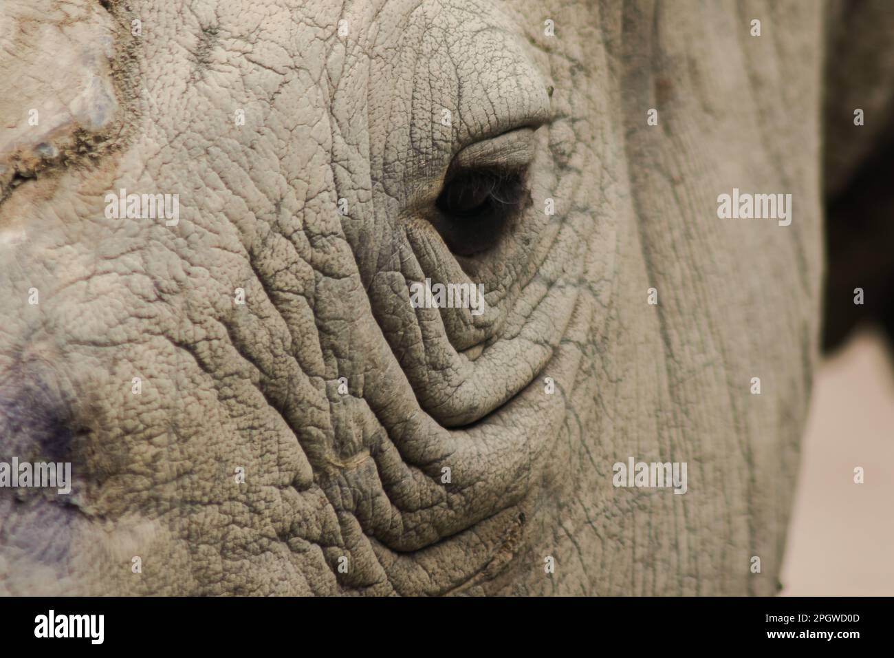 The eyes of White rhinoceros are small. Rhinos are animals with very ...