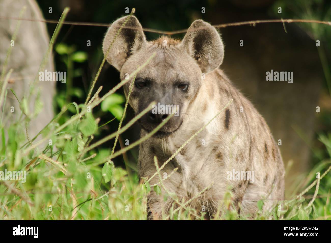 Spotted Hyaena looking. Hyaena is the largest type of hyena.Polka-dot ...