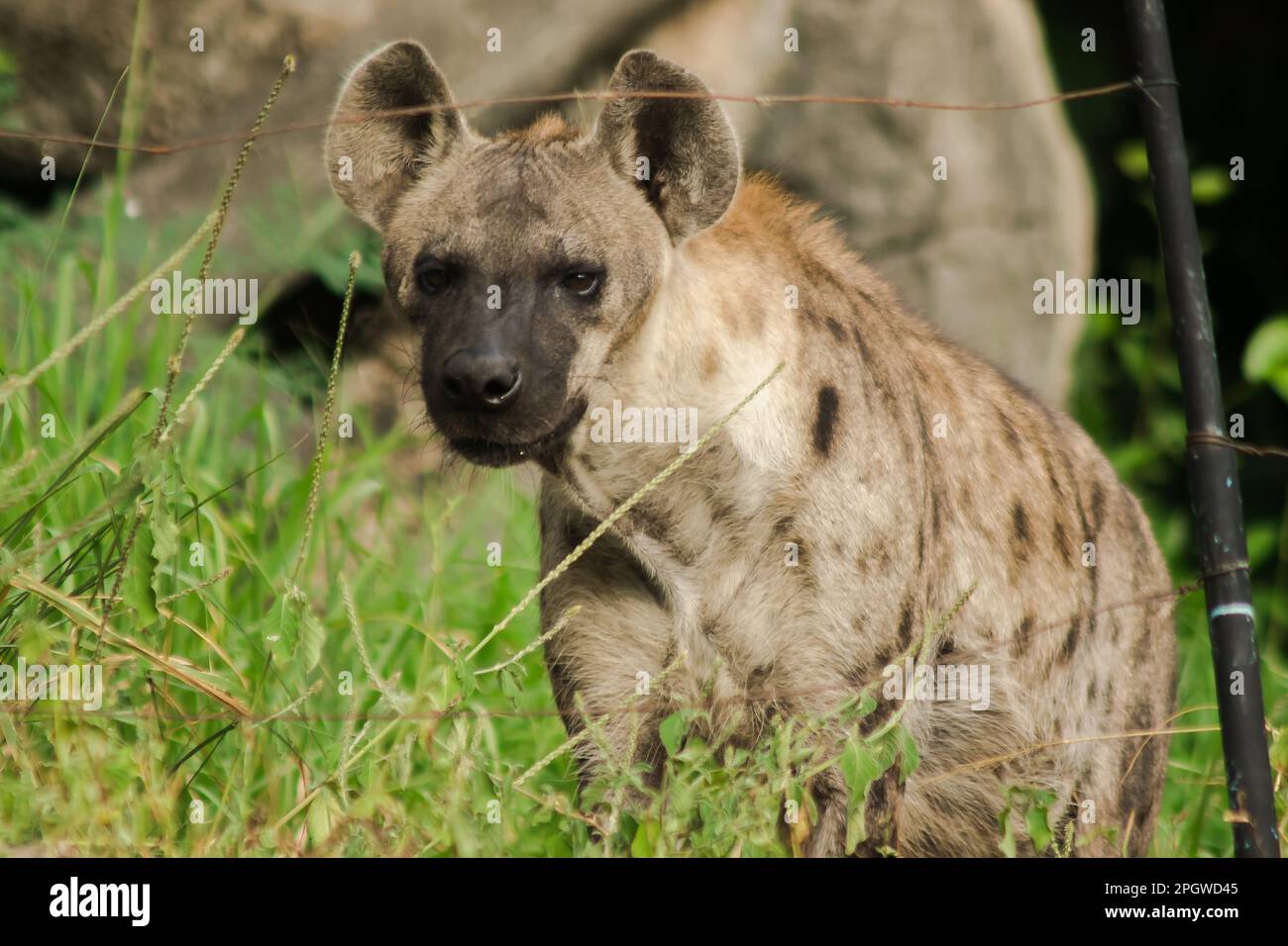 Spotted Hyaena looking. Hyaena is the largest type of hyena.Polka-dot ...