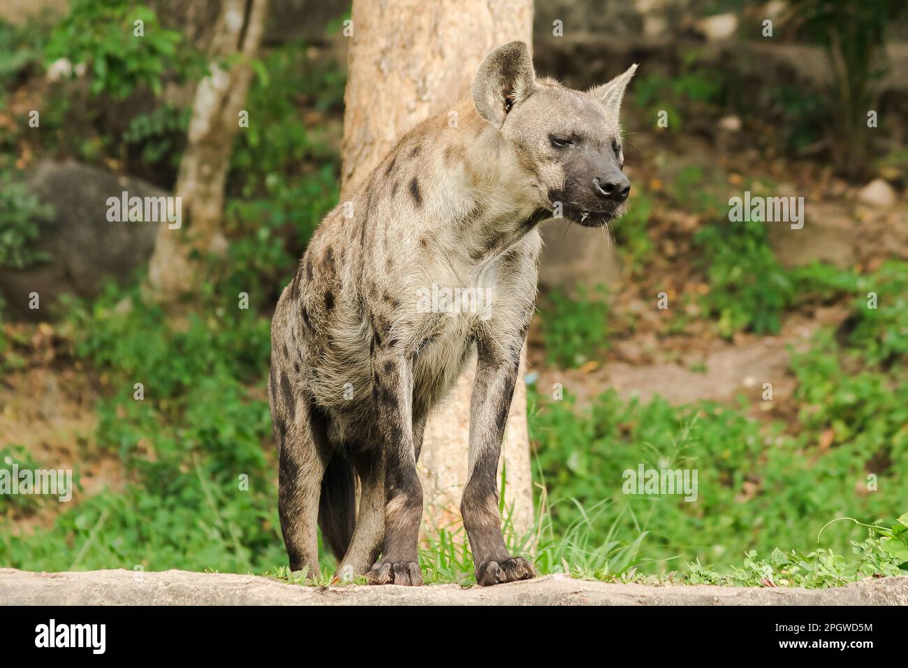 Spotted Hyaena looking. Hyaena is the largest type of hyena.Polka-dot ...
