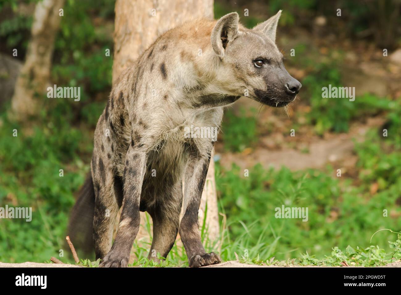 Spotted Hyaena looking. Hyaena is the largest type of hyena.Polka-dot ...