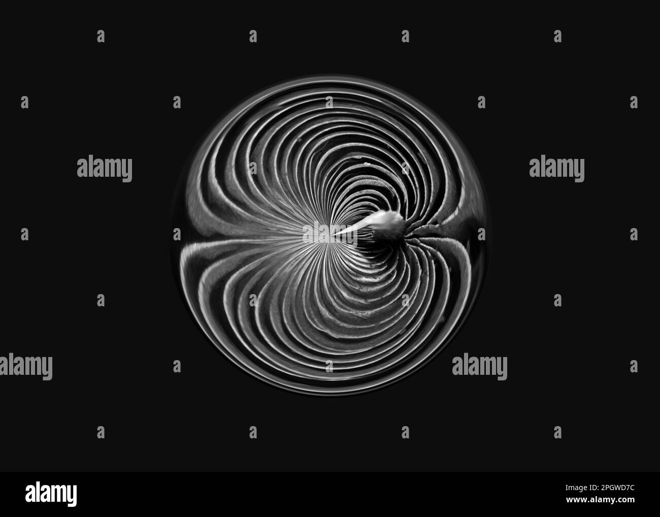 Abstract circle design resembling a cross section of a nut or seed in ...