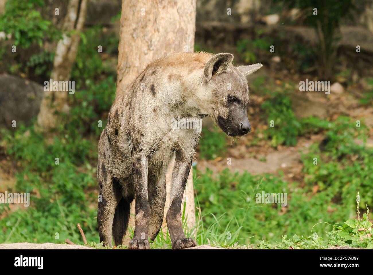 Spotted Hyaena looking. Hyaena is the largest type of hyena.Polka-dot ...