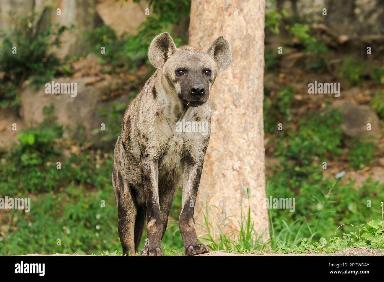 Spotted Hyaena looking. Hyaena is the largest type of hyena.Polka-dot ...