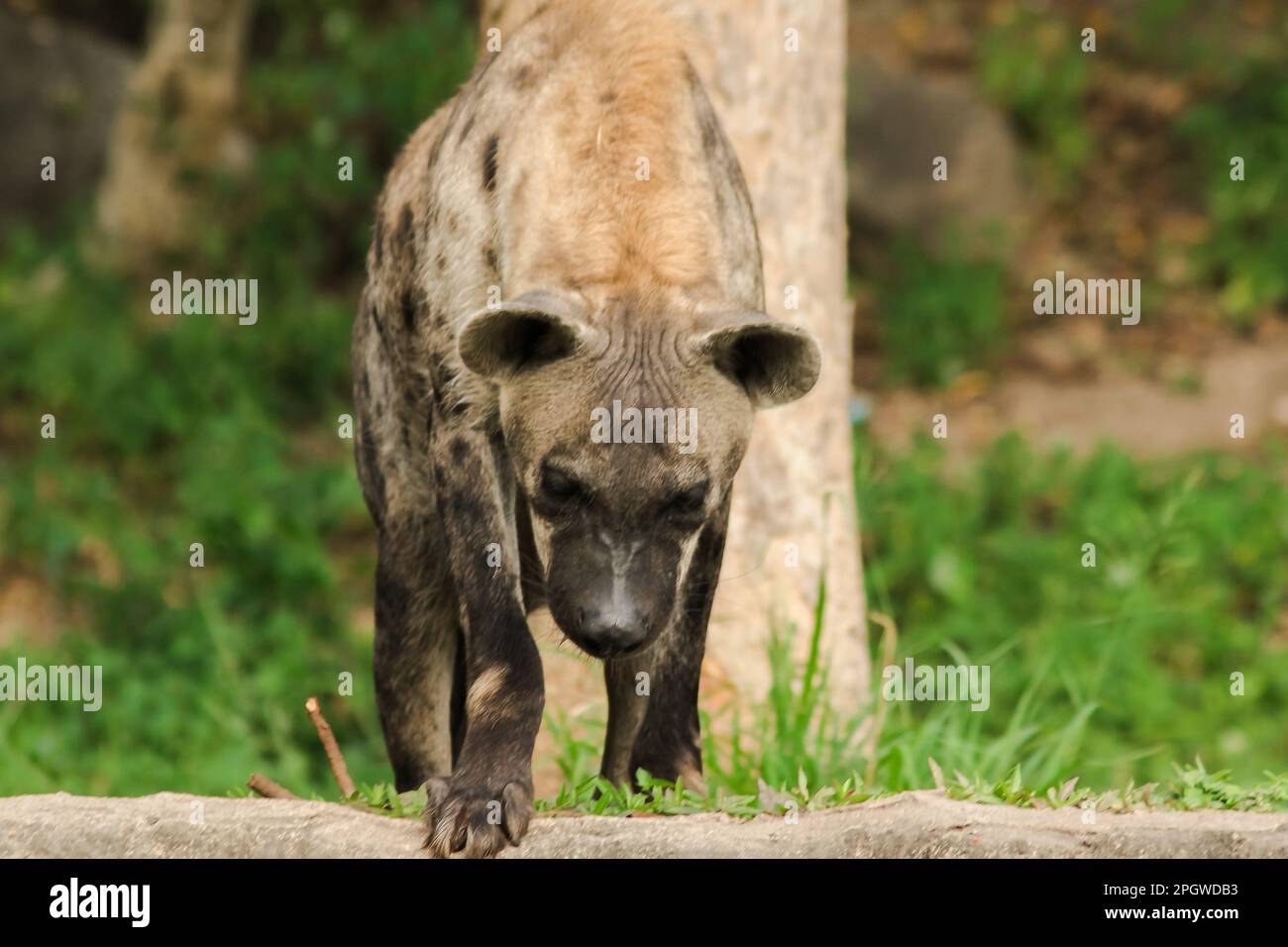 Spotted Hyaena looking. Hyaena is the largest type of hyena.Polka-dot ...
