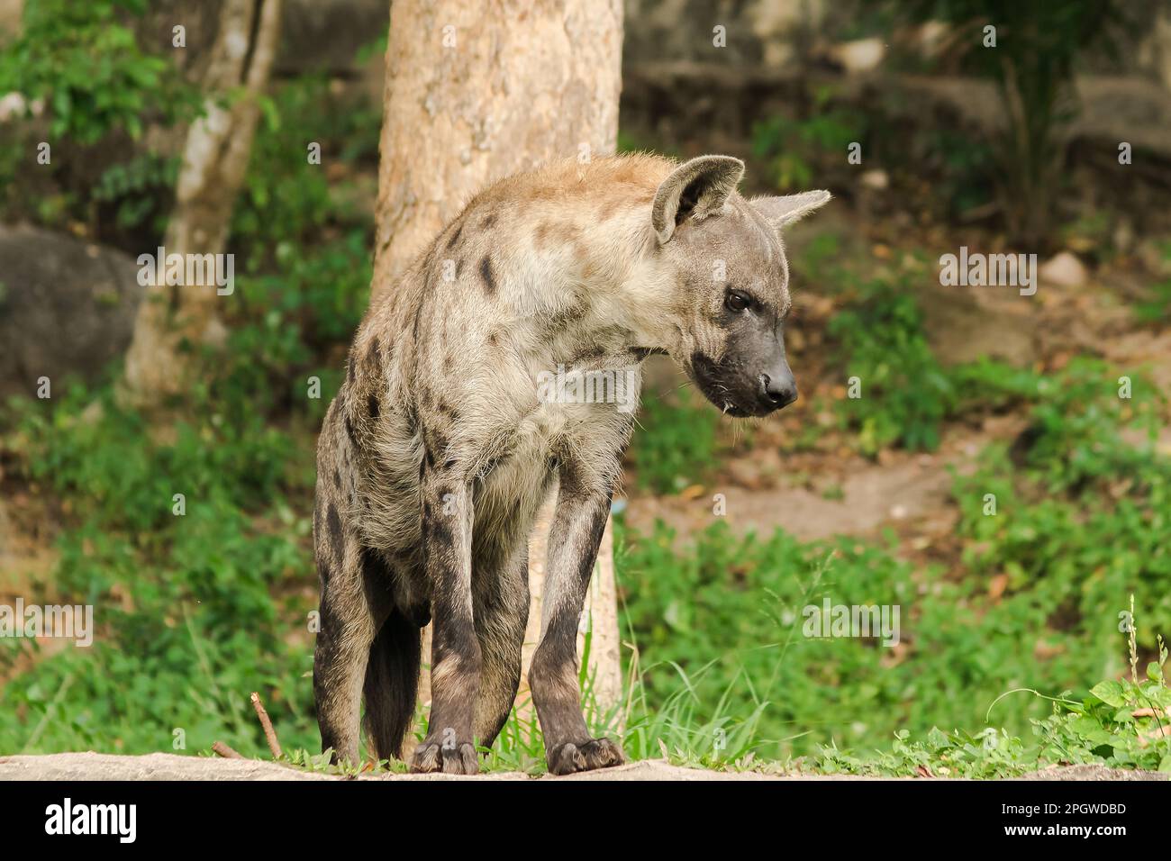 Spotted Hyaena looking. Hyaena is the largest type of hyena.Polka-dot ...