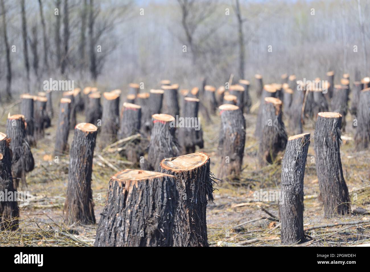 Bearing Witness to the Destruction: Deforestation and Its Impact on the ...