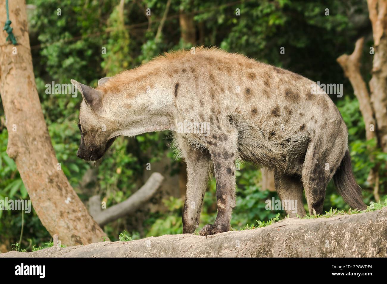 Spotted Hyaena walking on a rock. Hyaena is the largest type of hyena.Polka-dot hyenas are ...