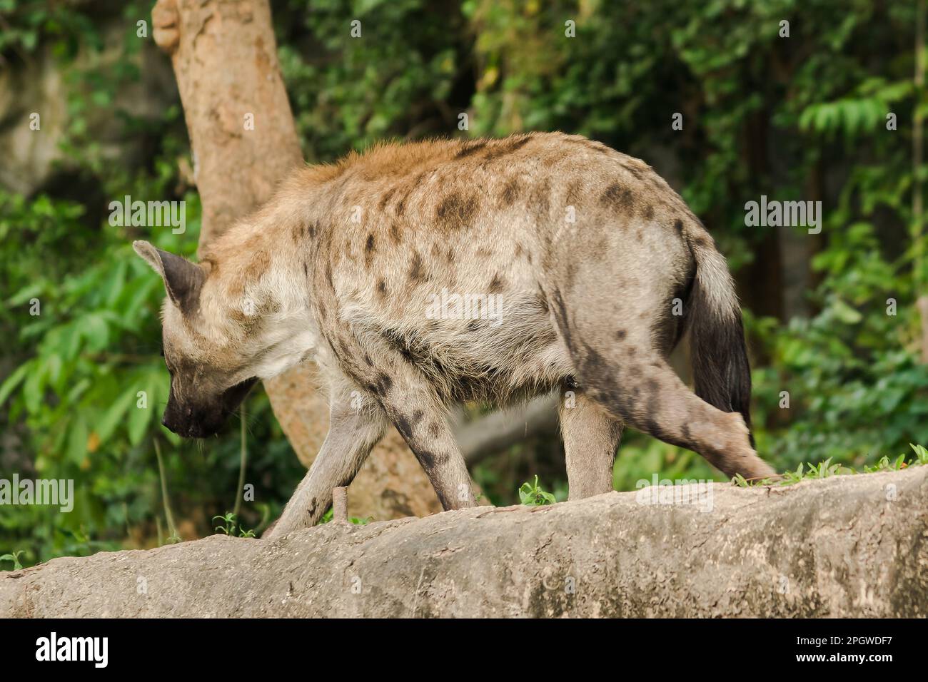Spotted Hyaena walking on a rock. Hyaena is the largest type of hyena.Polka-dot hyenas are ...