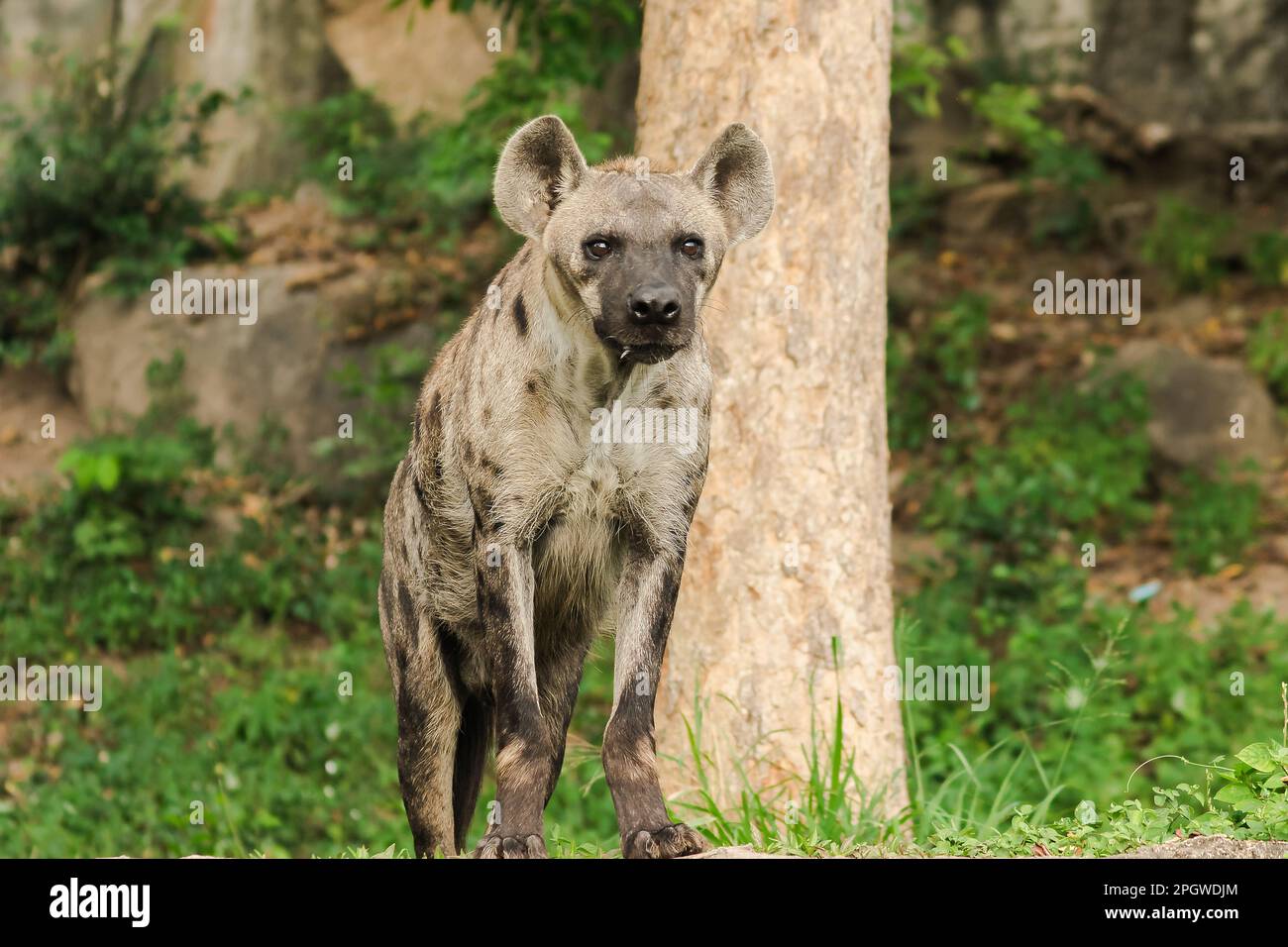 Spotted Hyaena walking on a rock. Hyaena is the largest type of hyena.Polka-dot hyenas are ...