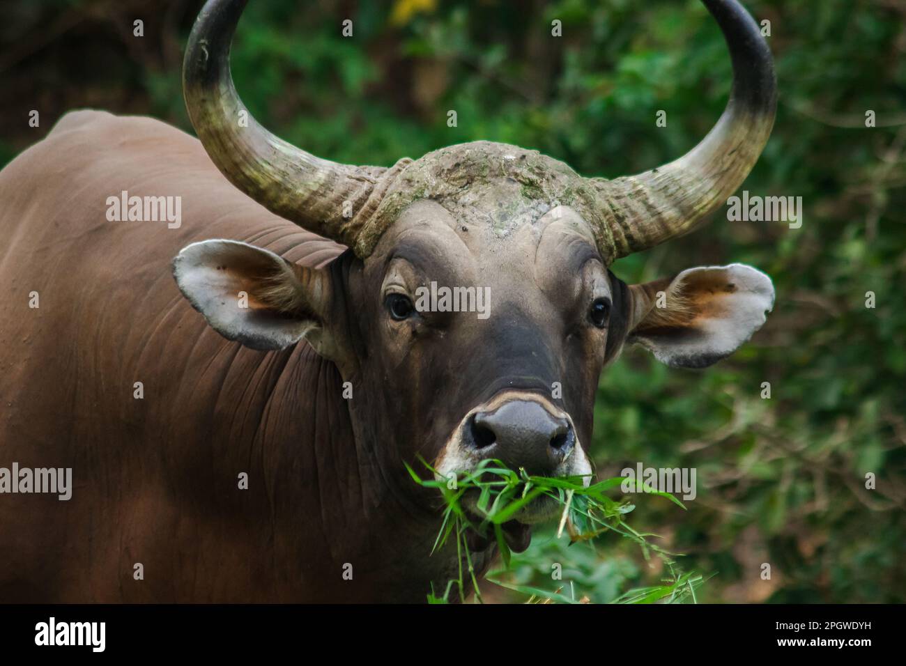 Banteng was eating a young grass, a young bamboo leaf.Banteng is a type ...
