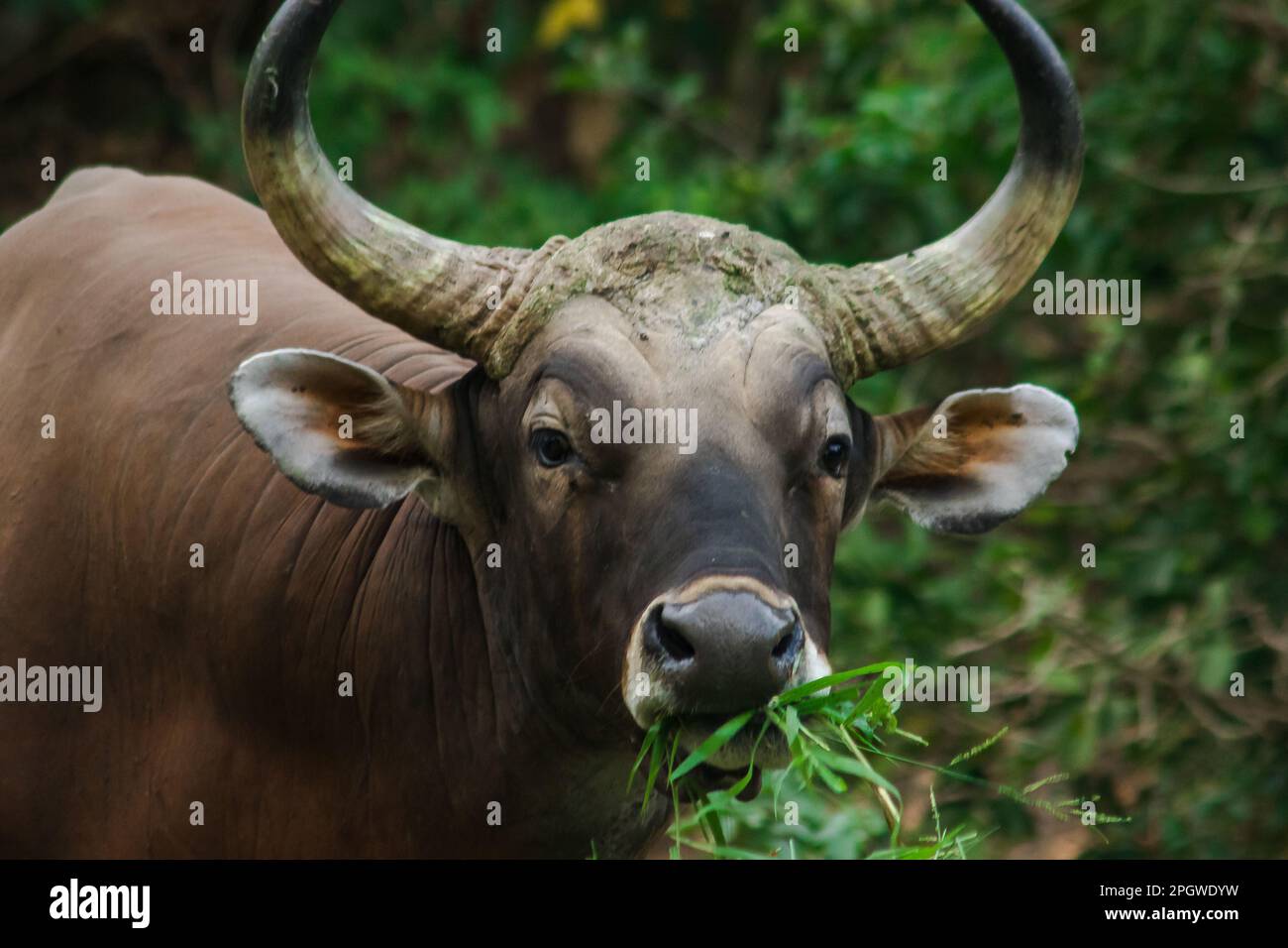 Banteng was eating a young grass, a young bamboo leaf.Banteng is a type ...