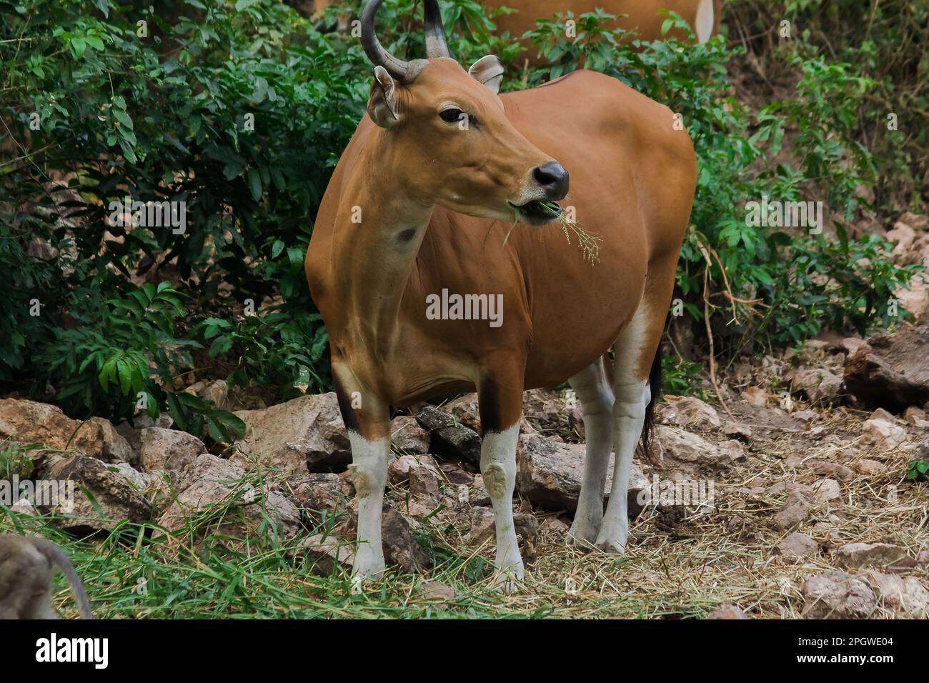 Banteng was eating a young grass, a young bamboo leaf.Banteng is a type ...