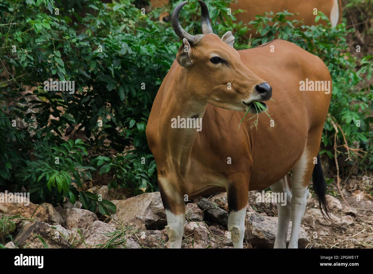 Banteng was eating a young grass, a young bamboo leaf.Banteng is a type ...